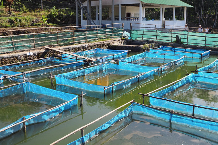 Seafood Media Group - Worldnews - Aquaculture sector progresses with third tilapia hatchery ...